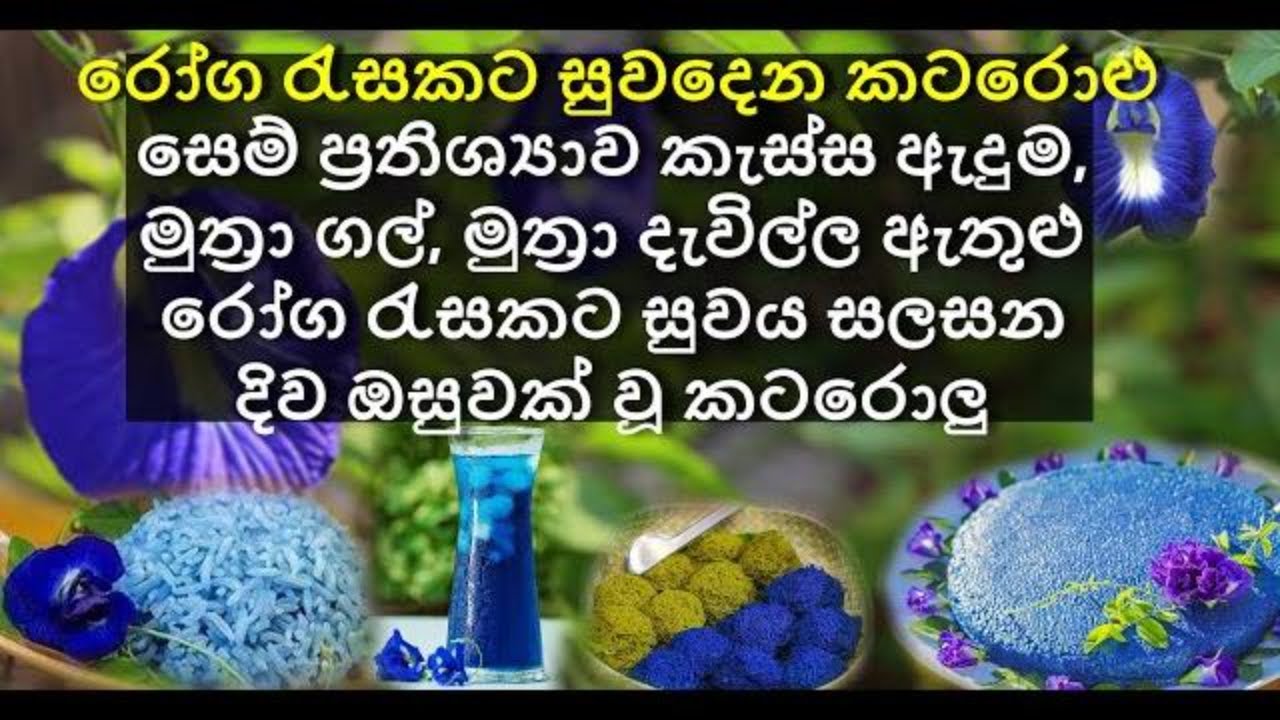 Umandawa රෝග රැසකට සුවය සලසන දිව ඔසුවක් වූ කටරොළු Nil Katarolu Flower ...