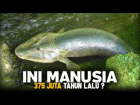 APAKAH BENAR MANUSIA DAHULU ADALAH IKAN?