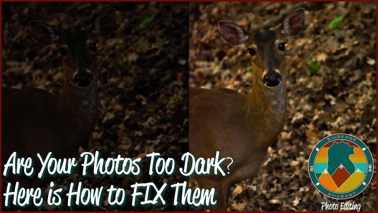 How to FIX Dark Photos | BigBearB Creative | Landscape, Wildlife and ...