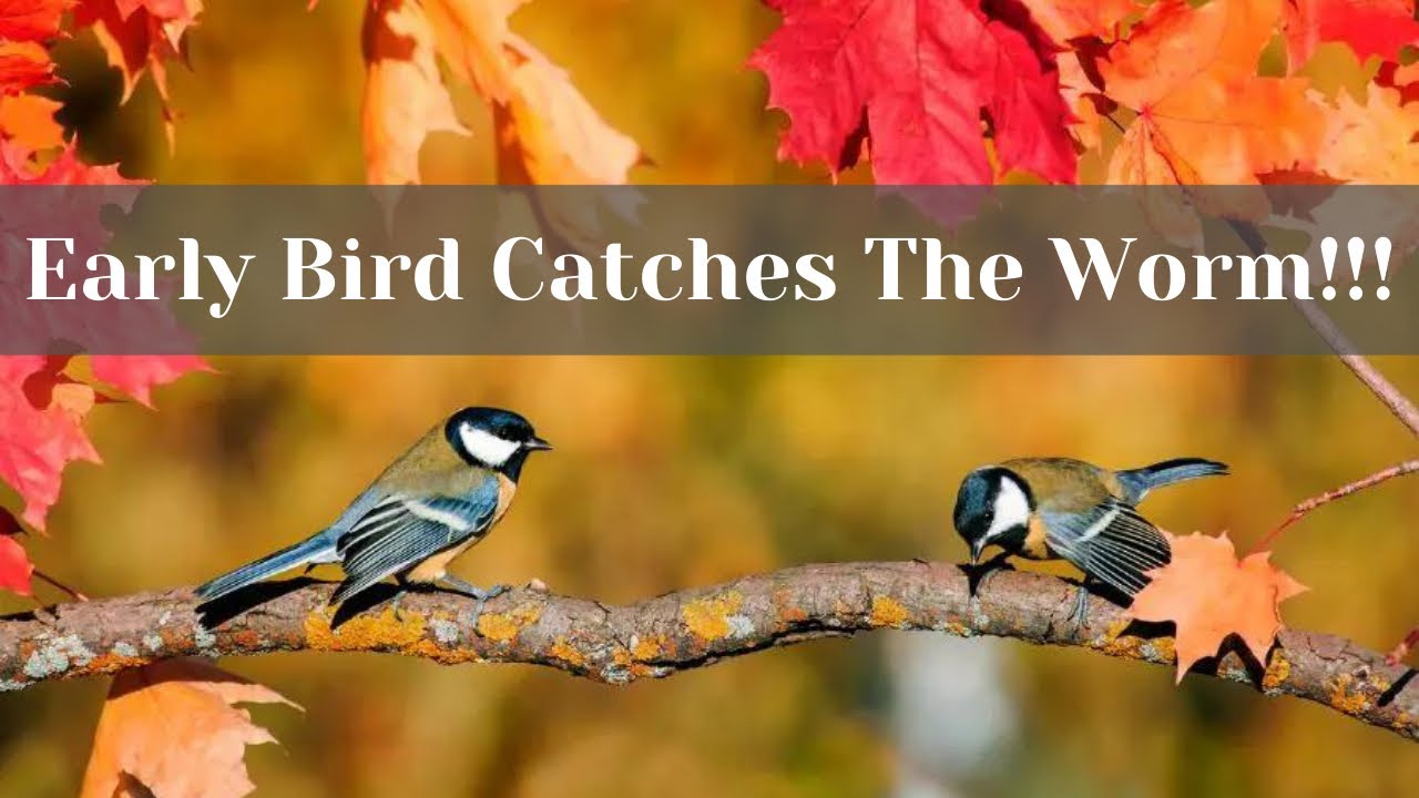 The Early Bird Catches The Worm!!! - YouTube