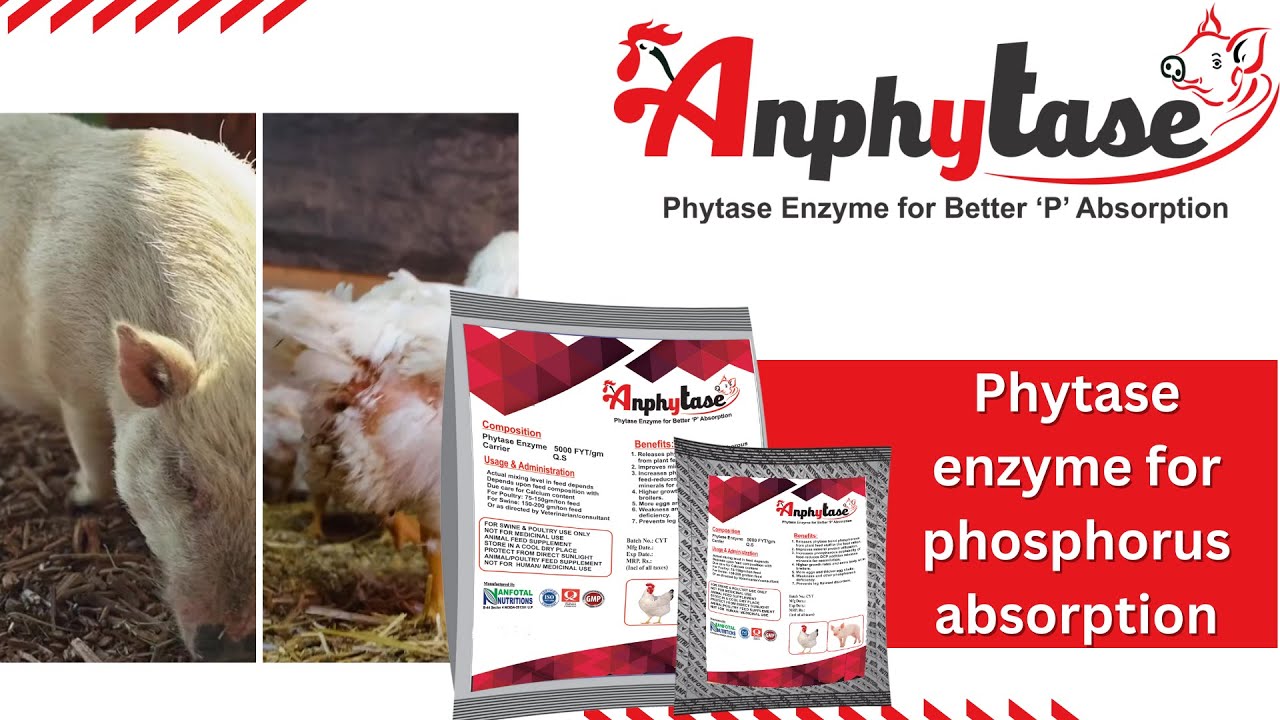 Phytase enzyme for phosphorus absorption || poultry feed supplement ...
