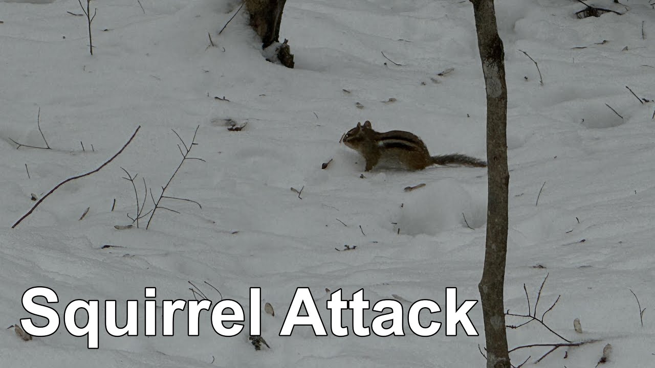 Squirrel Chases Chipmunk in Canadian Wilderness - YouTube