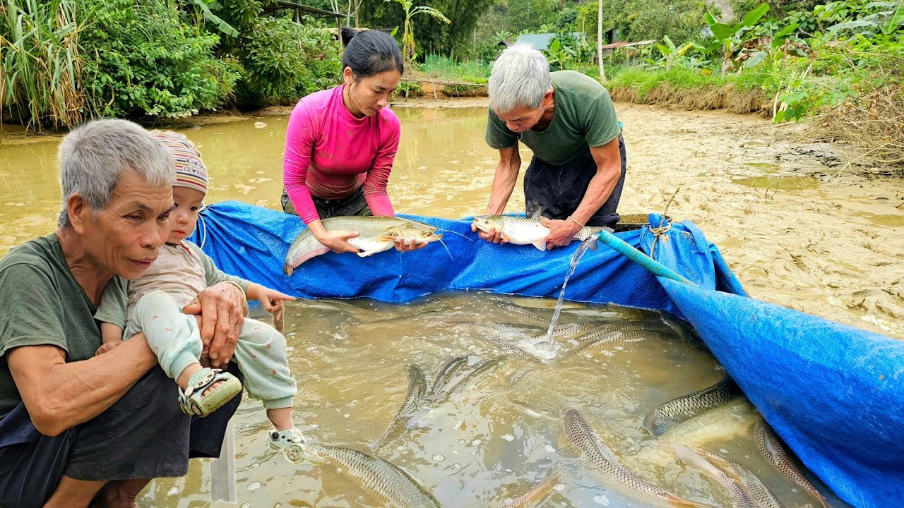Harvesting fish for sale - Cooking - YouTube