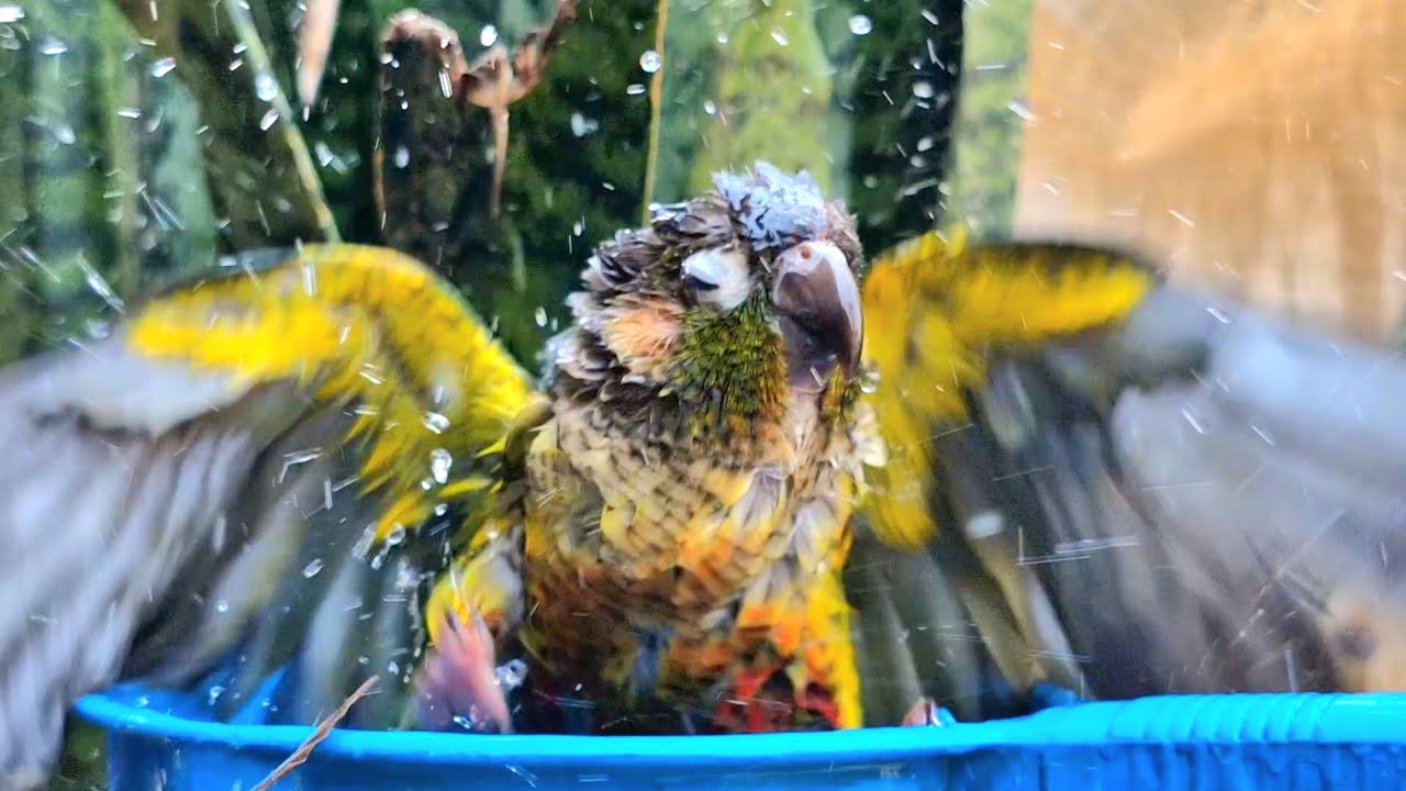 I'm drowning. Help me : Green cheek conure Birds are having fun playing ...
