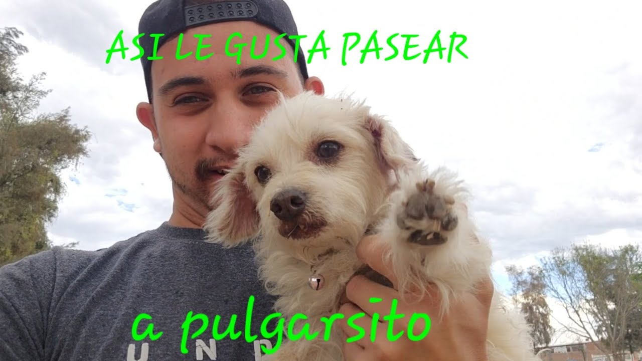 Así le gusta pasear a pulgarsito - YouTube