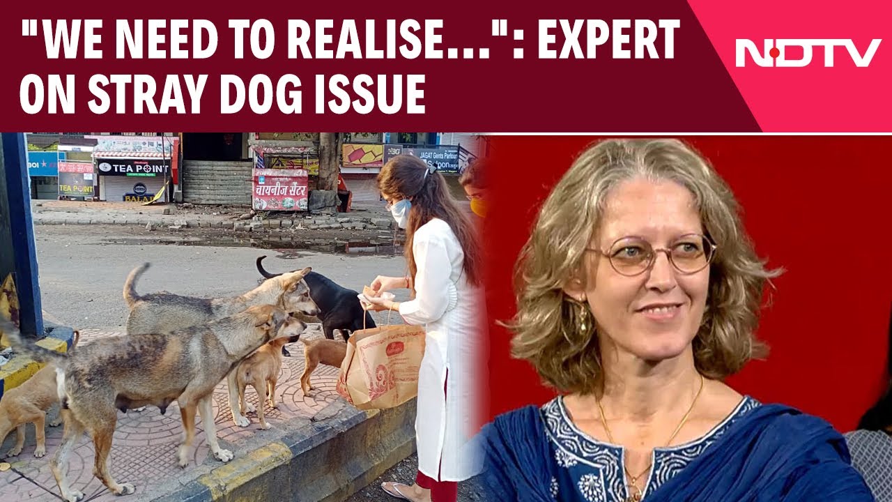 Stray Dog Menace | "We Need To Realise...": Expert On Stray Dog Issue ...