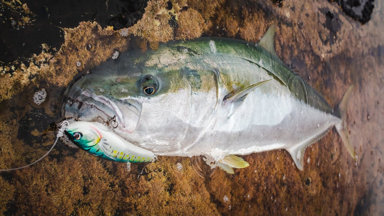 Big KINGFISH off the rocks! TOPWATER fishing in NEW ZEALAND - YouTube