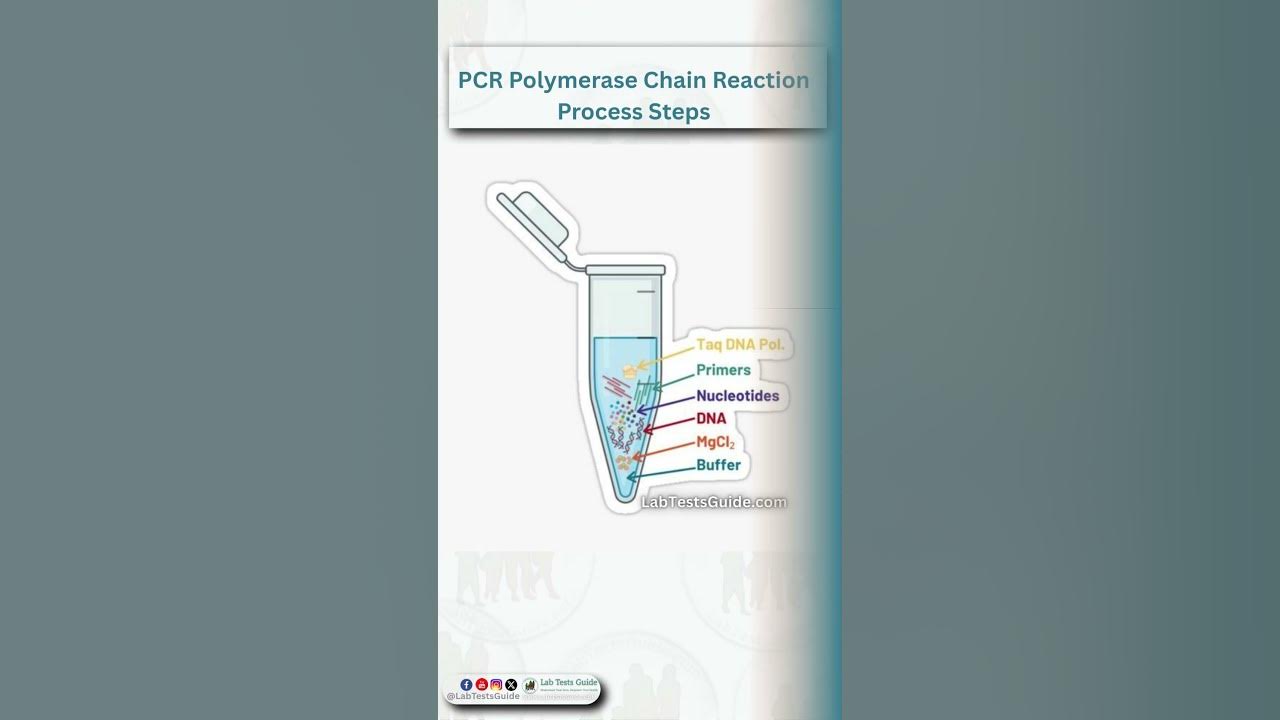 PCR Polymerase Chain Reaction Process Steps - YouTube