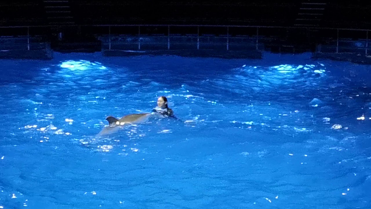 Amazing dolphin show - YouTube