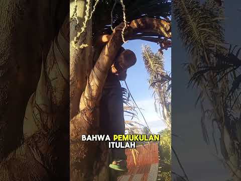 Proses pemukulan dan tehnik lengkap pemukulan Manggar aren