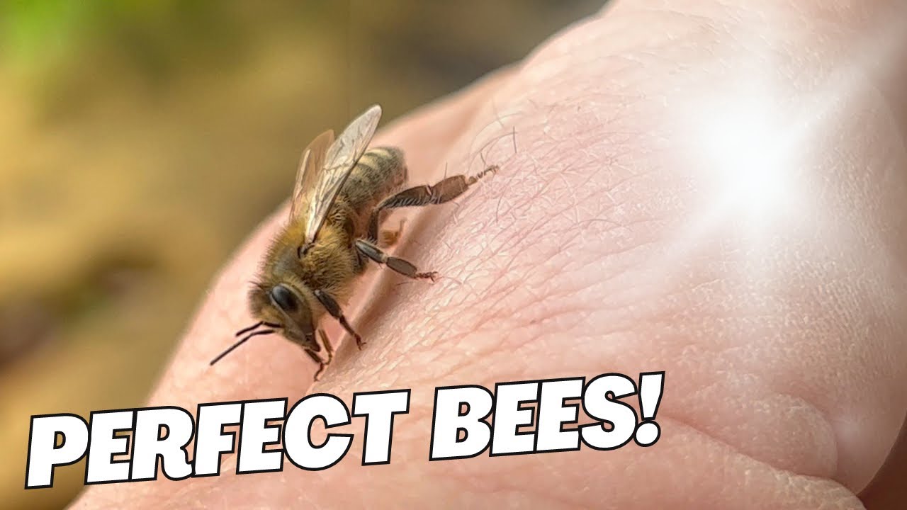 I May Have Found the PERFECT BEES! | First Inspection on the Well ...