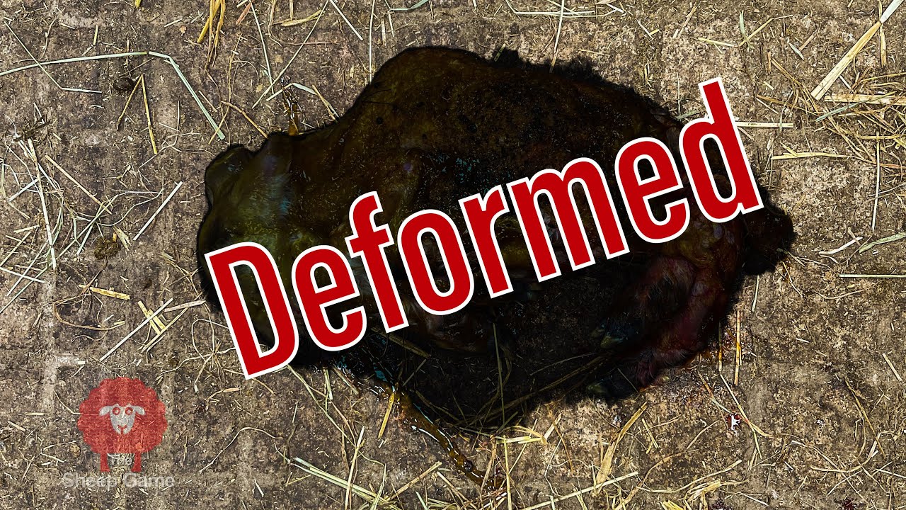 A DEFORMED LAMB😫... COULD IT BE SCHMALLENBERG?? | Day 11 of Lambing ...