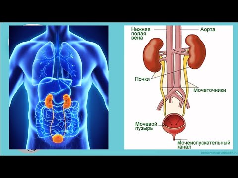8-sinf darsligi. 34-38-mavzular(Teri va ayirish sistemasi).