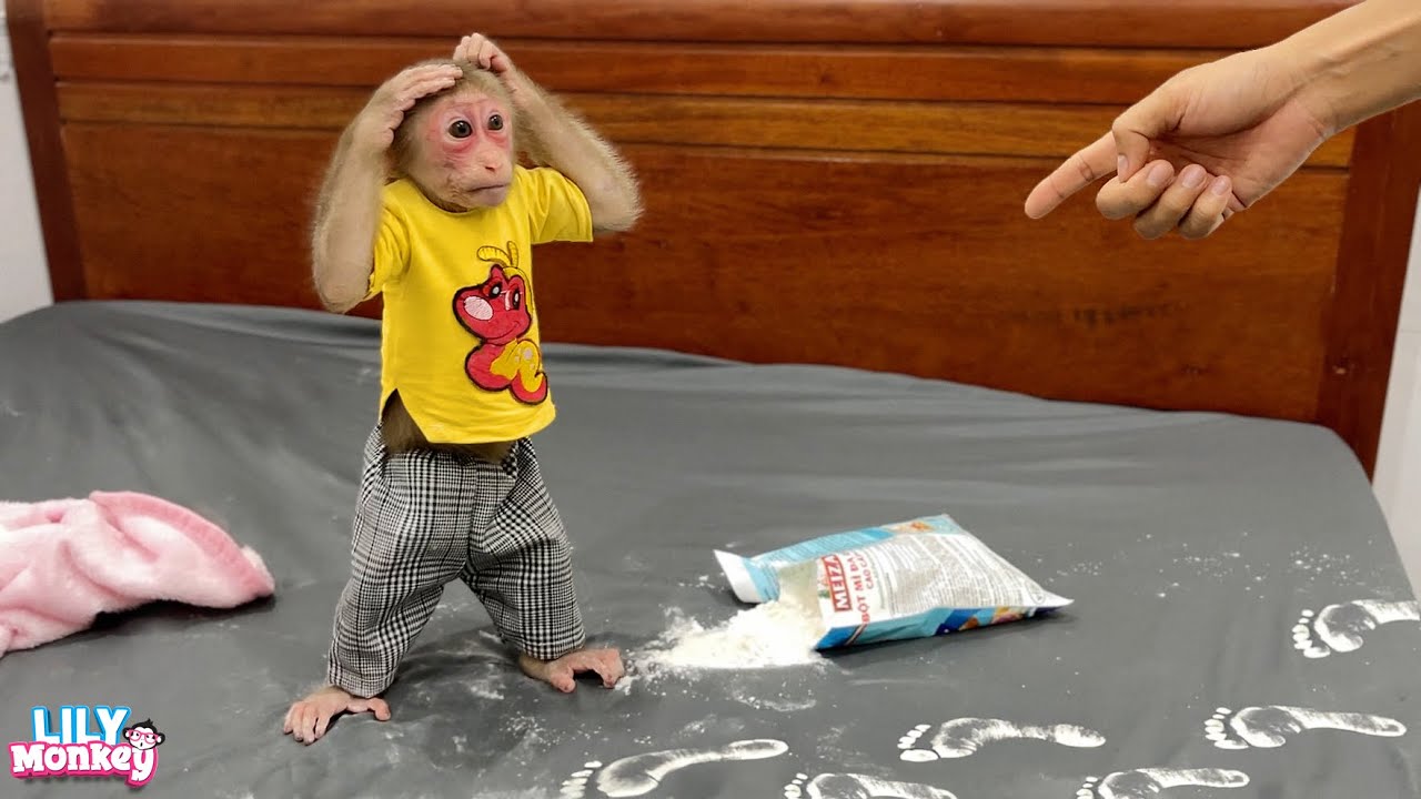 OMG! Naughty monkey Lily wants baked cakes and then... - YouTube