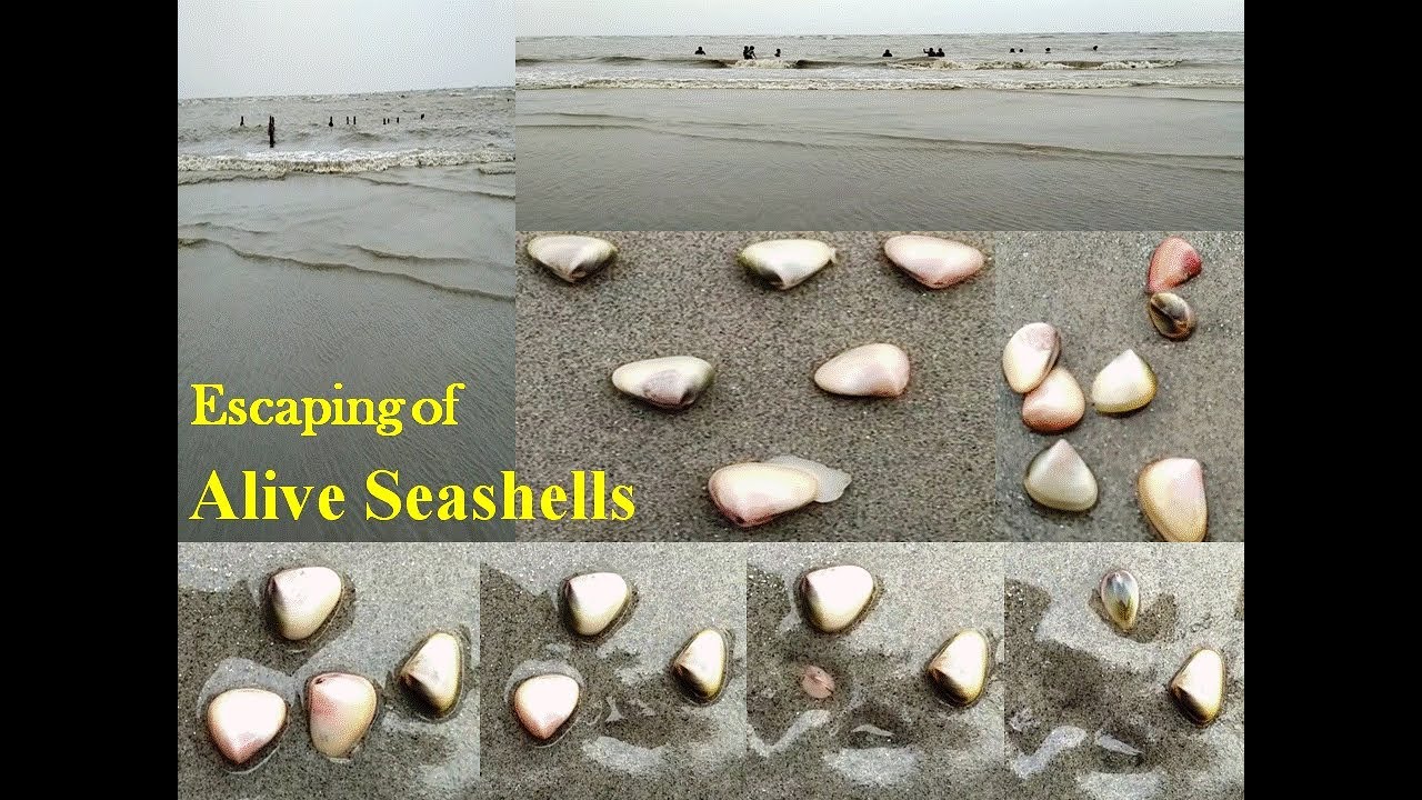 Amazing alive seashells escape wonderfully into sand in Bakkhali beach ...