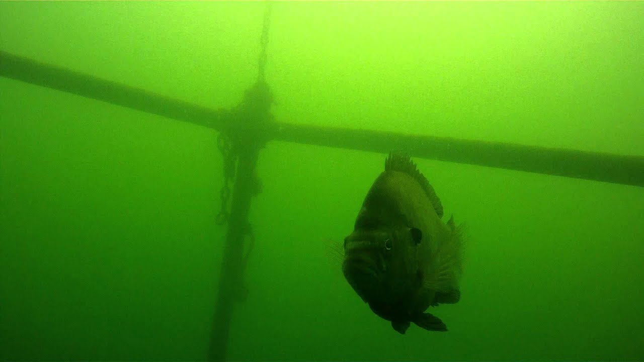 a few perch at 288 lake - YouTube