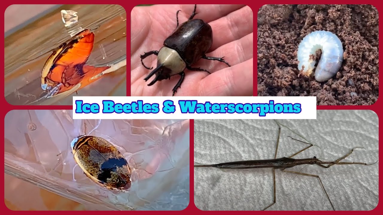 Ice Beetles and Waterscorpions - YouTube