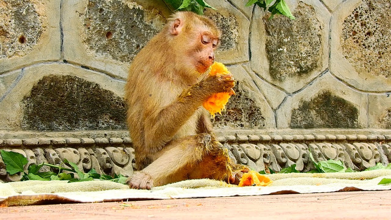 Poor monkey set eating mango alone - YouTube