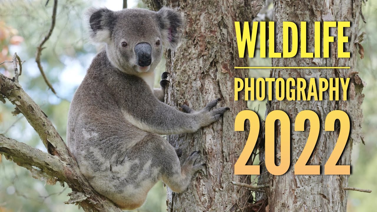 Wildlife Photography 2022. Australian Wildlife. - YouTube