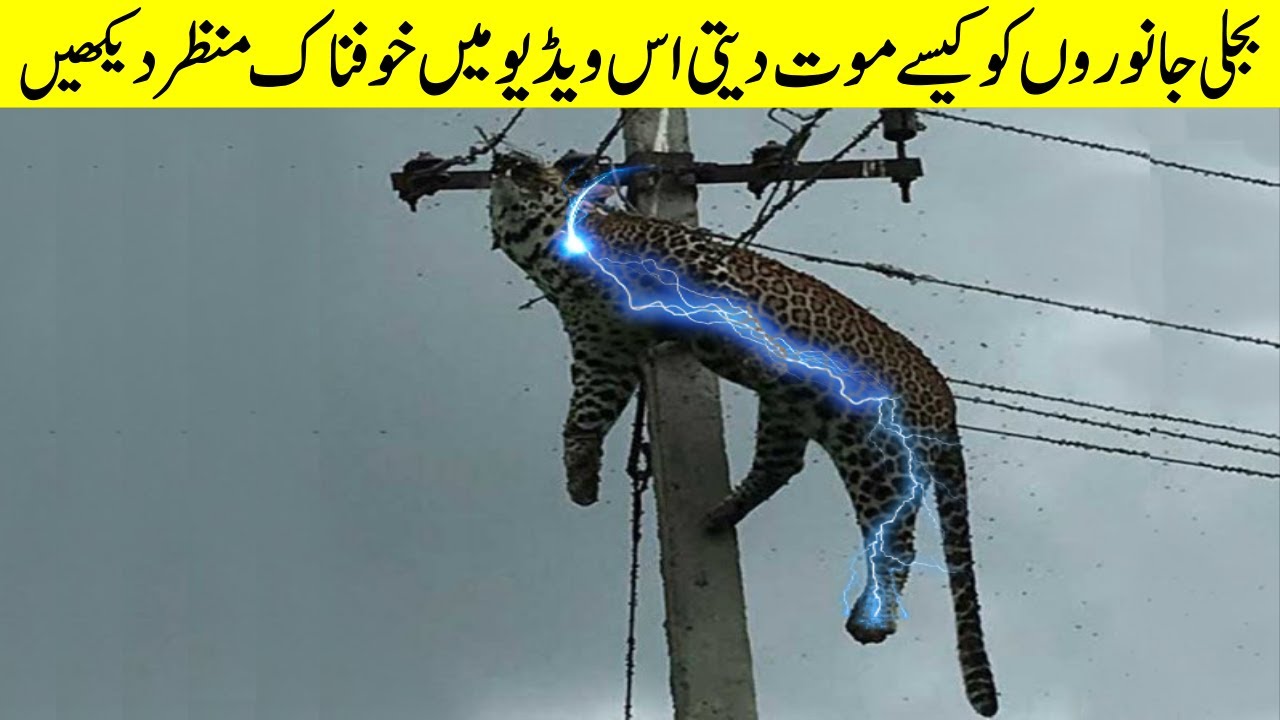 Animals Being Electrocuted by Power Lines - YouTube