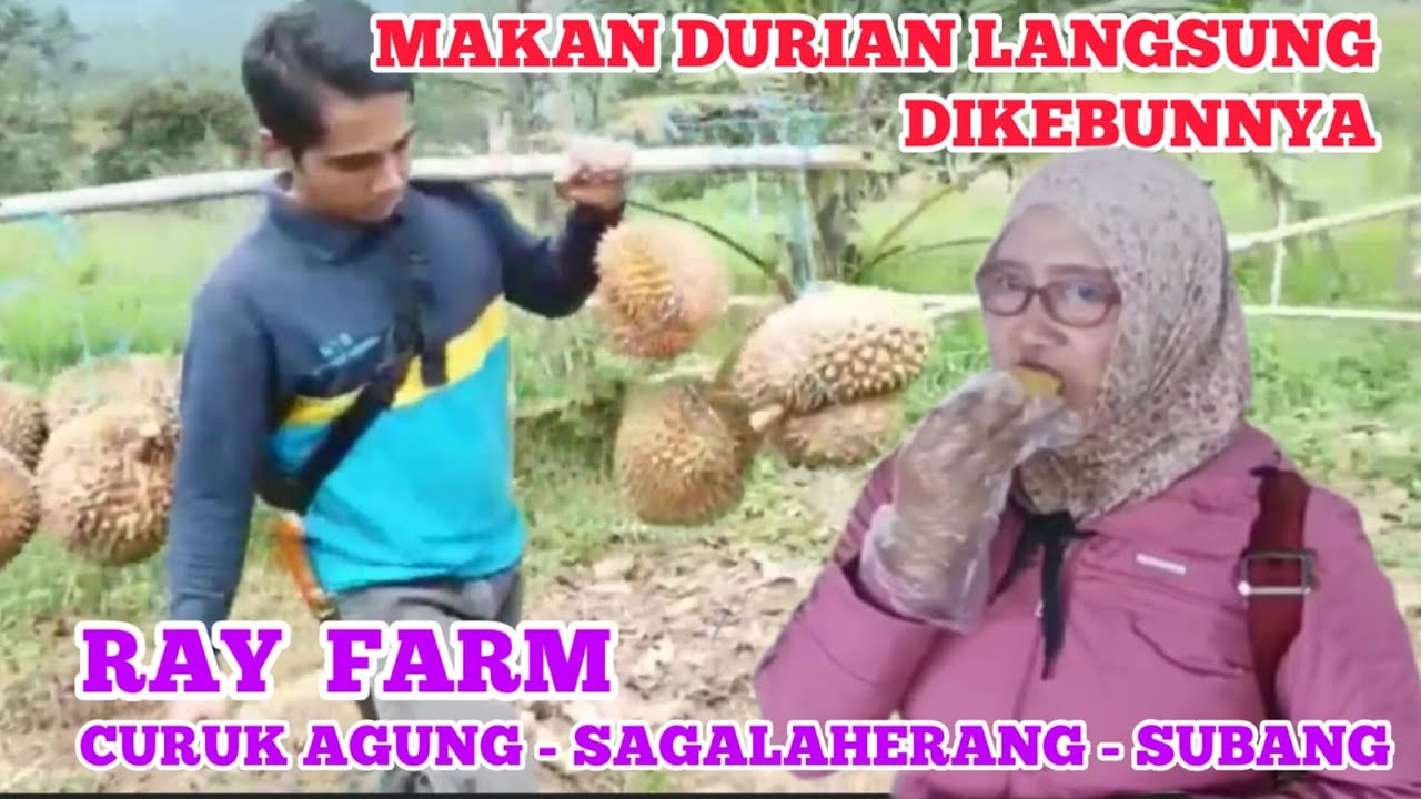 Makan Durian Langsung Di Kebun, RAY FARM, Curug Agung Sagalaherang ...
