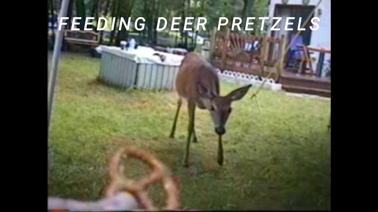 FEEDIING DEER PRETZELS - YouTube