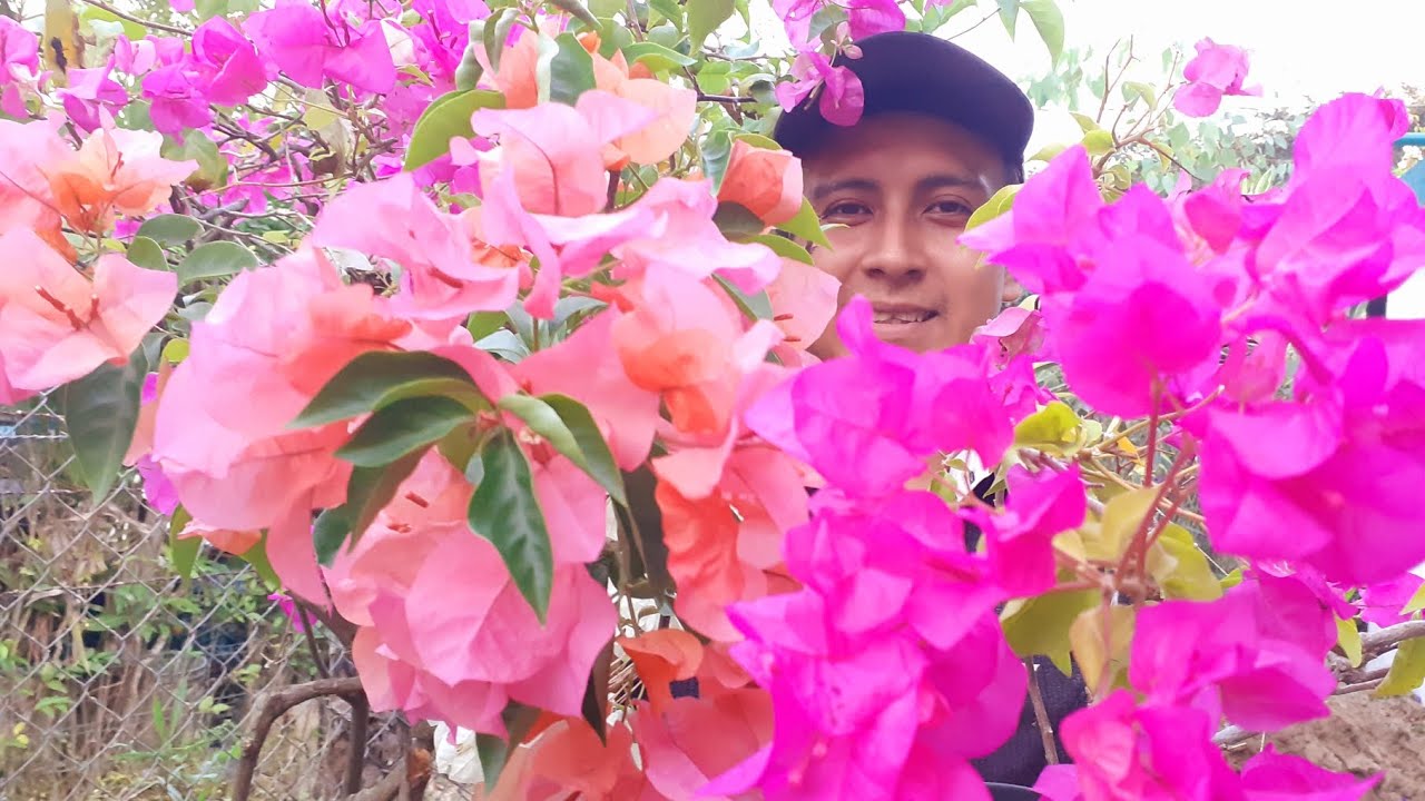 haz esto para tener varios colores de bugambilias en una sola maceta 👇 ...