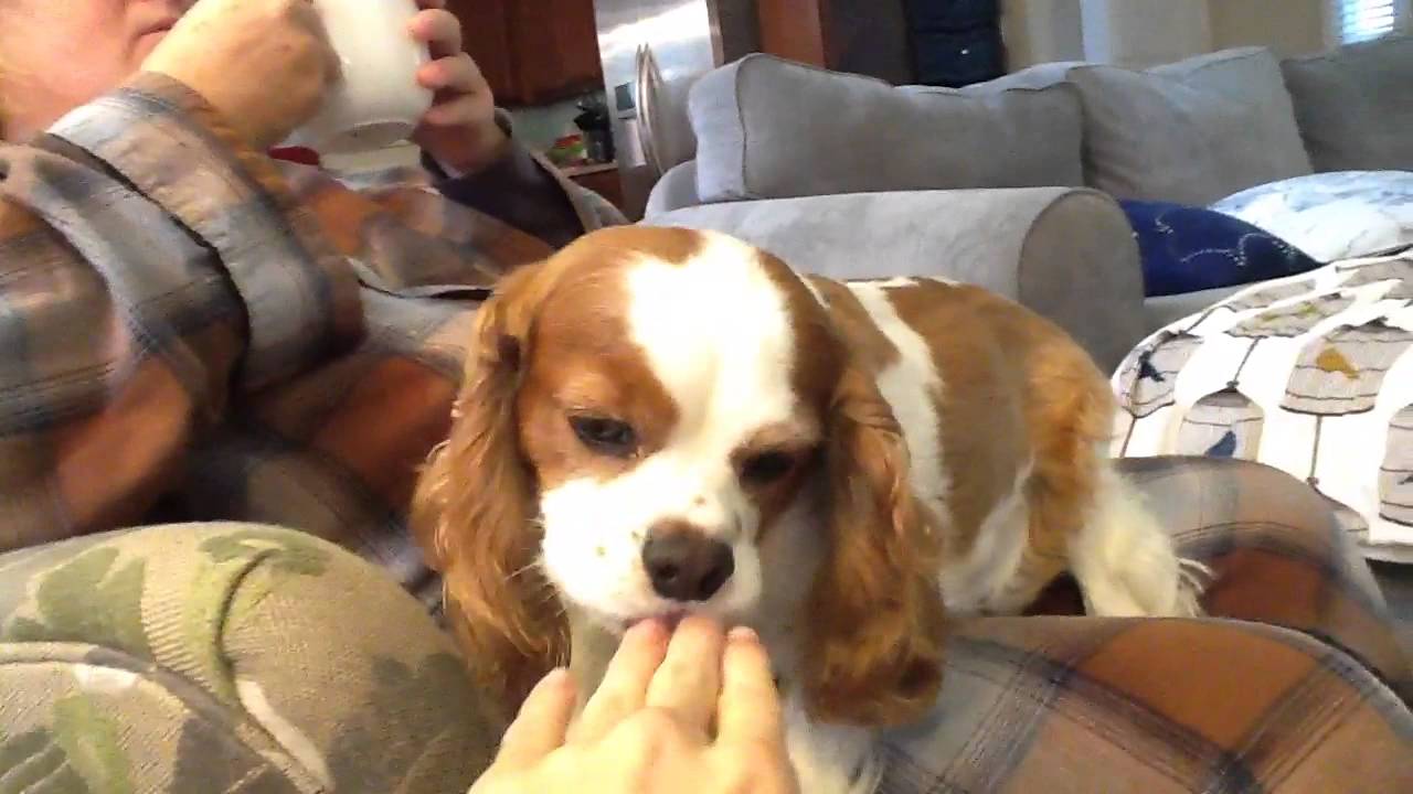 Cooper the Dog episode 11 - YouTube