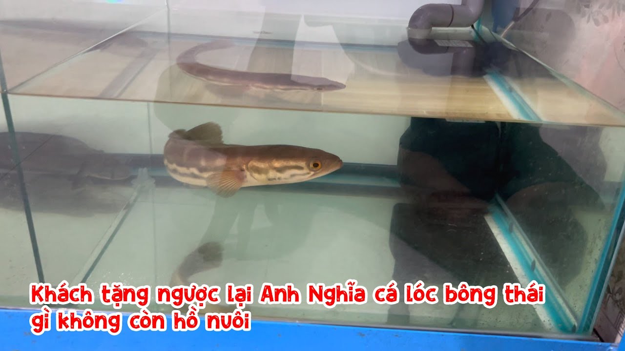 Khách mua cá lóc trân châu ngũ sắc, tặng ngược lại Anh Nghĩa cá lóc ...