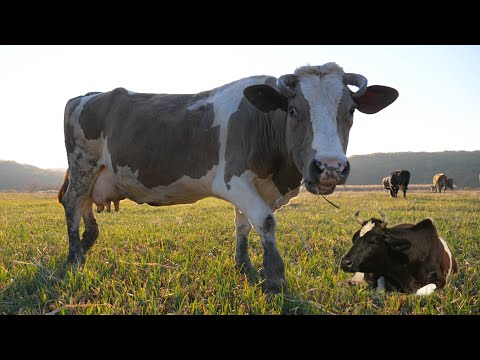 Cow | Animals for Kids  | ZooTube