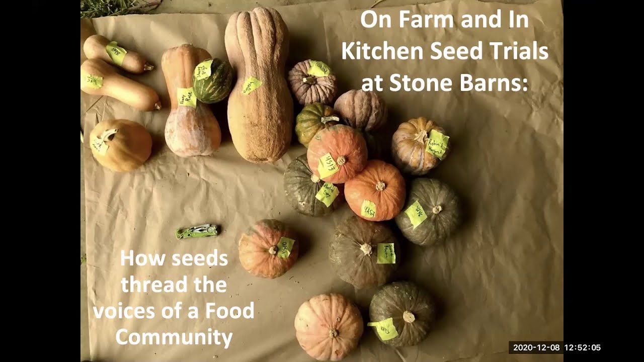 On Farm and In Kitchen Seed Trials at Stone Barns: How Seeds Thread the ...