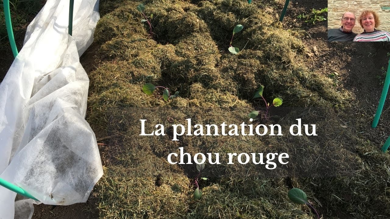 La plantation du chou rouge - YouTube