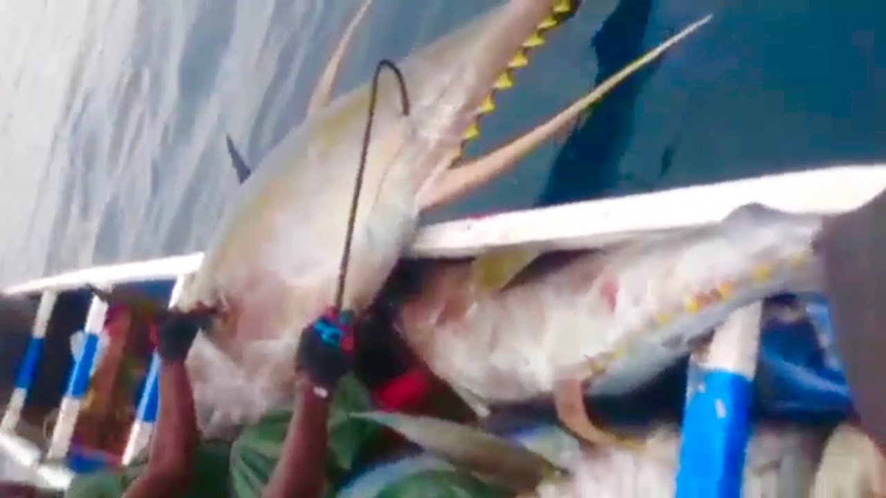 Local Senagal fishermen catching giant tunas with handline and being ...