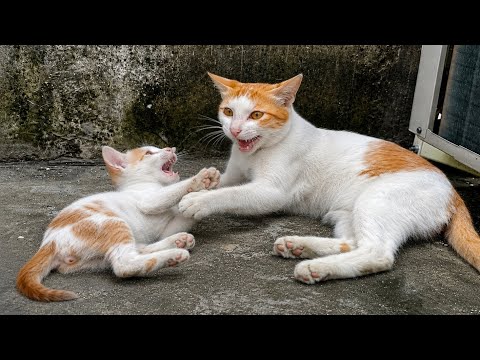 A Day in the Life of a Street Cat 🐱 | This Is How She Spends Her Day