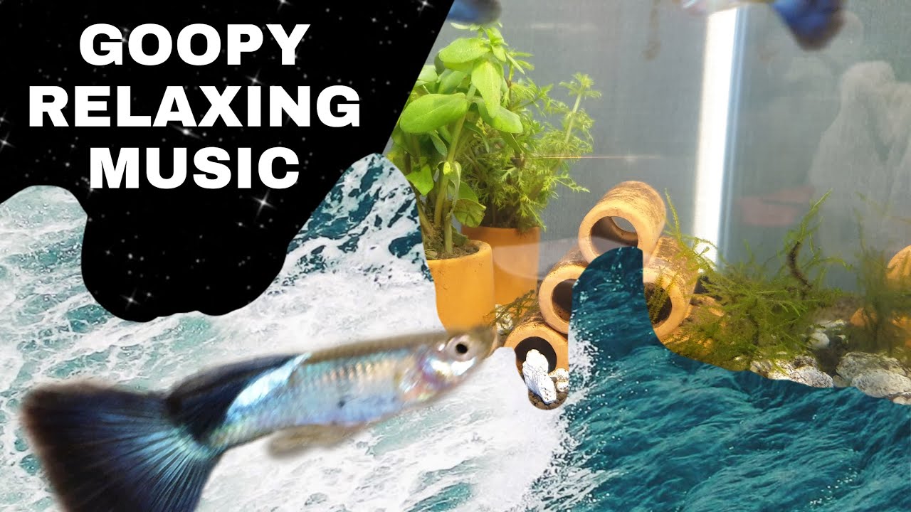 My Goopy Friends | Fish relaxing music | 열대어 구피 물멍 영상 - YouTube