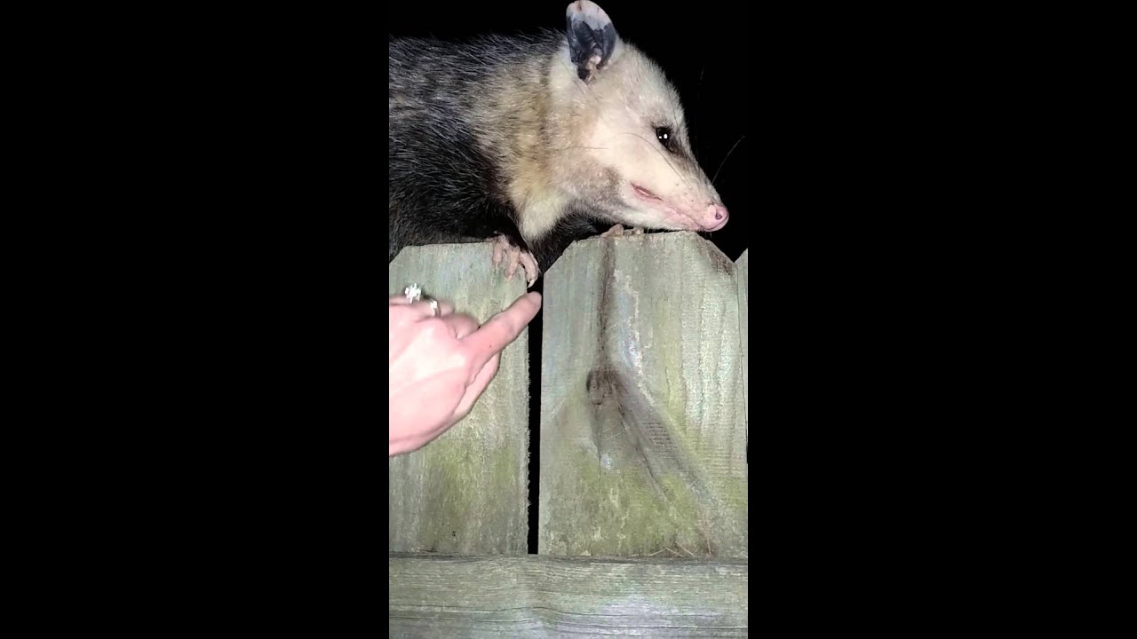 Friendly Opossum.. I'm mother nature!! - YouTube