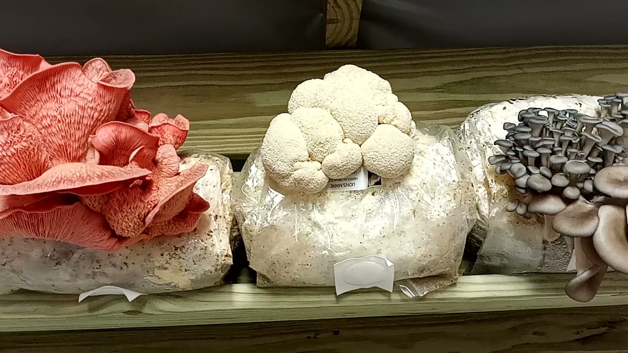 checkout our new ready-to-fruit easy mushroom grow kits. pink oyster ...