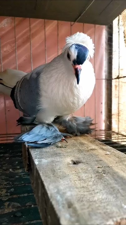 Amazing fancy pigeons | unique pigeons - YouTube