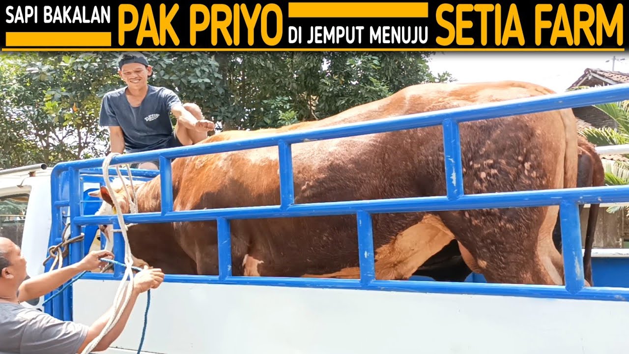 Bakalan Pak Priyo Menuju Kandang Berkah Setia Farm !! - YouTube