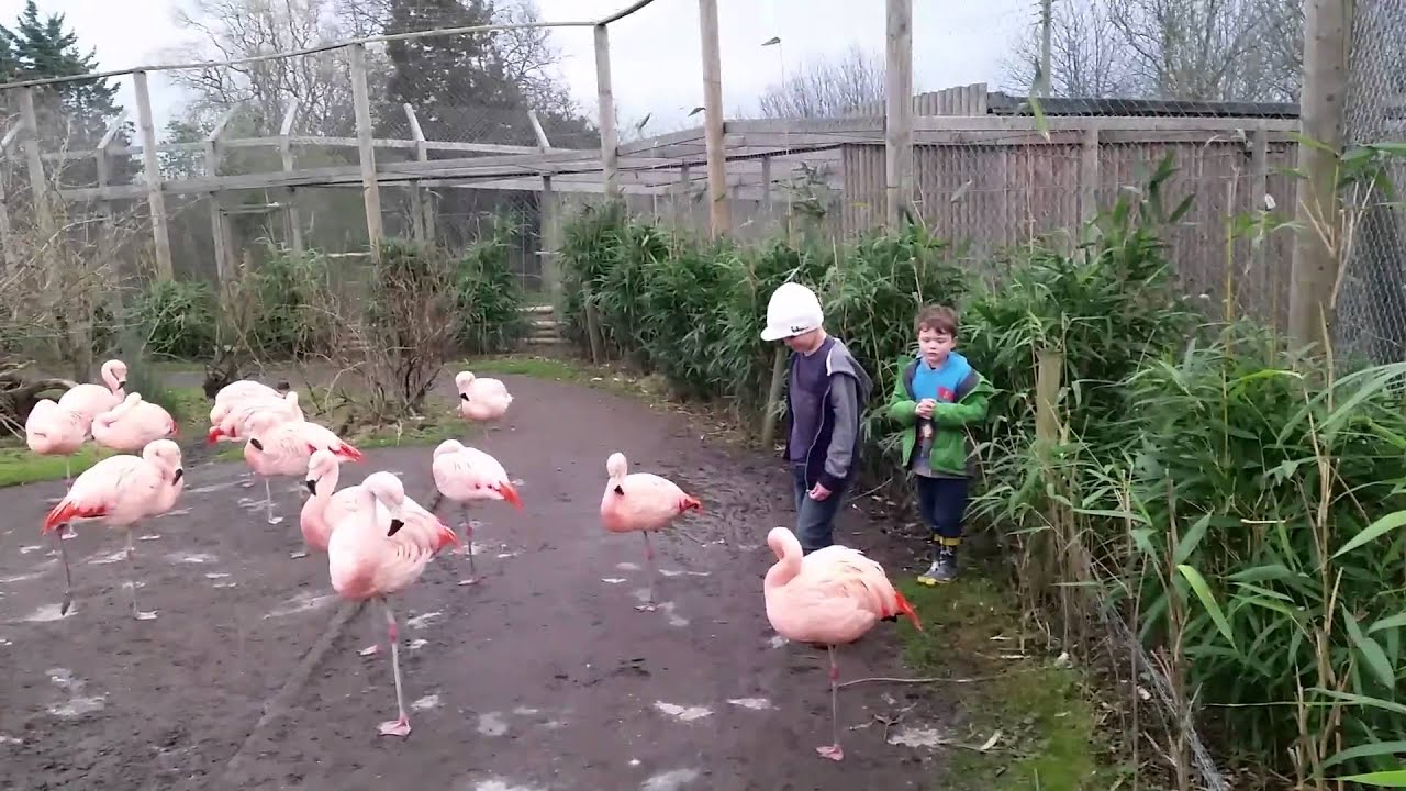 When Flamingos Attack!! - YouTube
