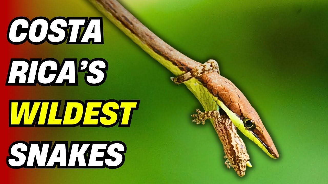 WILD & DEADLY? The Coolest Snakes of Costa Rica! 🐍🔥 - YouTube