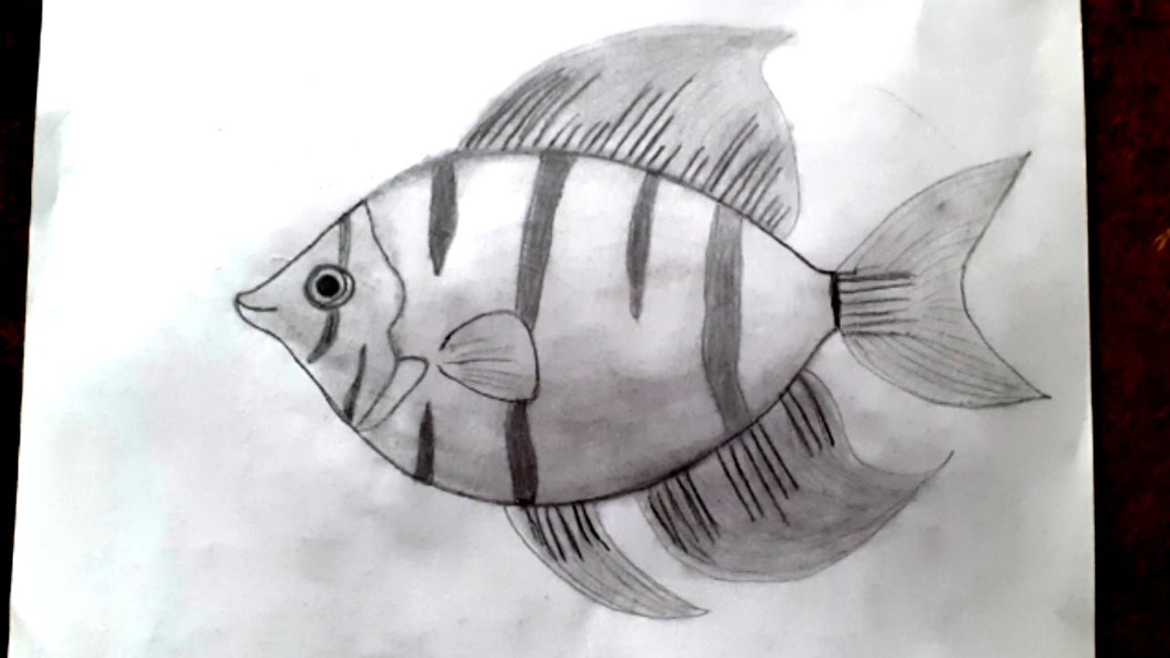 how to Draw a Fish easy pencil sketching step by Step Sanatorium Fish ...