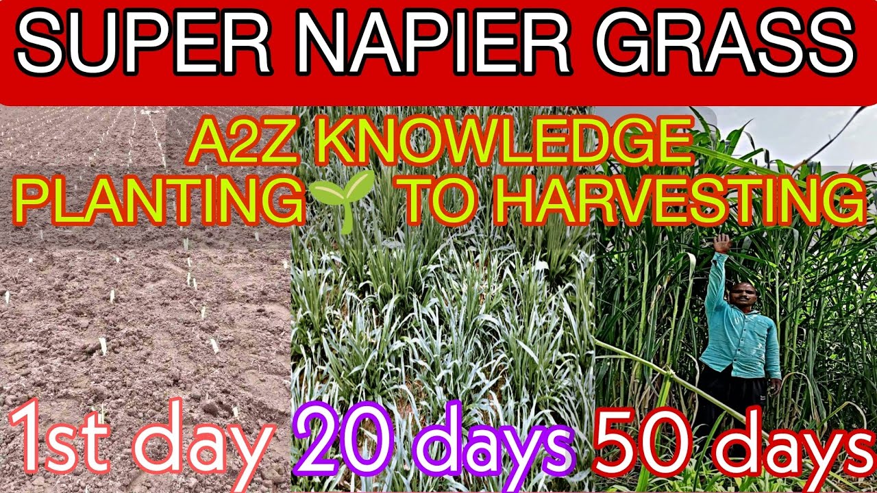 Super Napier grass piace in India 🇮🇳 || super Napier grass planting🌱 to ...