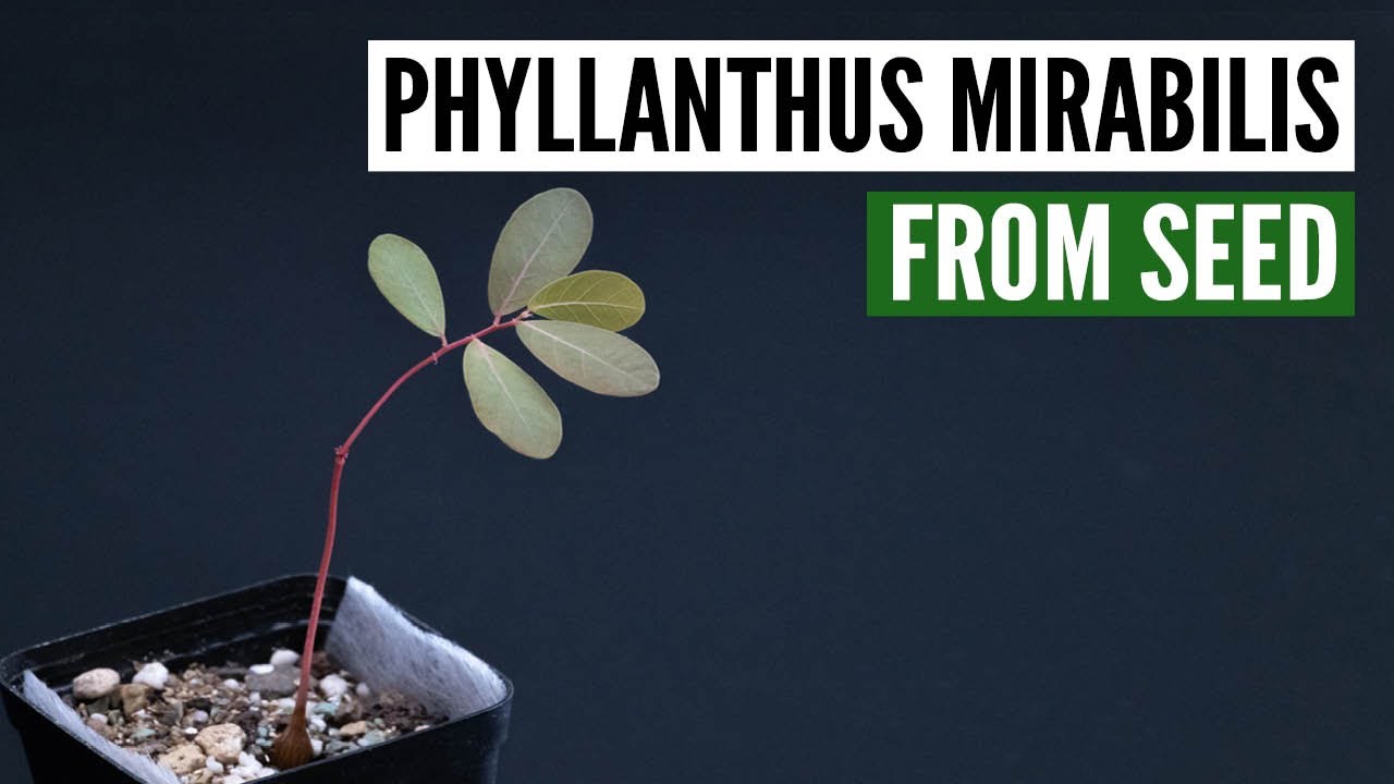 How to growing phyllanthus mirabilis from seed - YouTube
