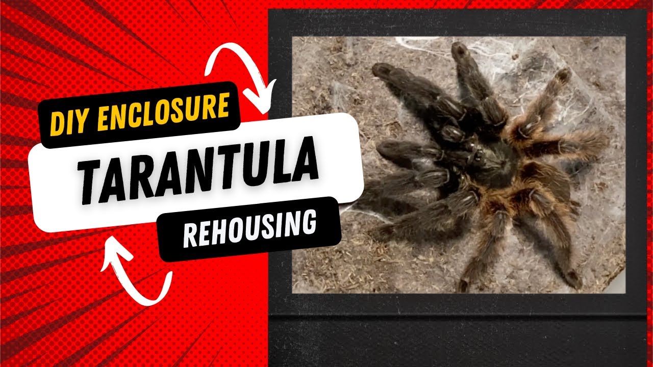 DIY Arboreal Tarantula Enclosure...Rehousing My 4" Psalmopoeus Victori ...