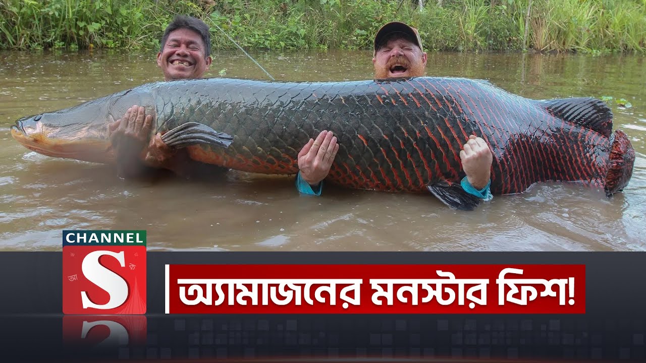 যেই মাছের আঁশ বুলেটপ্রুফ ভেস্ট থেকেও শক্ত! | Amazon Monster Fish ...