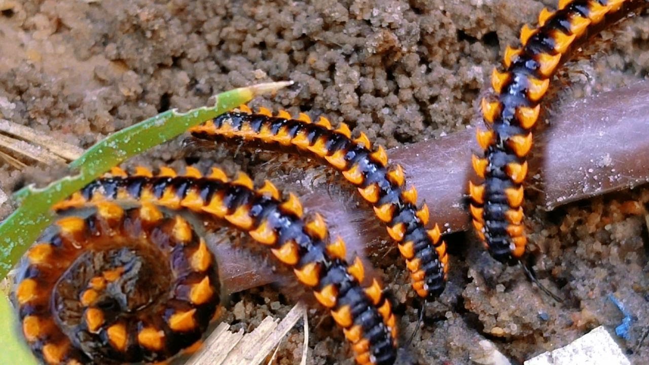 Amazing video life millipede live and find food at forest - YouTube