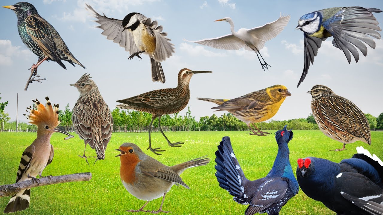Most Beautiful Birds on Planet Earth l Cute Birds Video l Sound of ...
