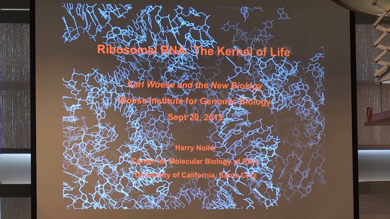 Ribosomal RNA: The Kernel of Life - Harry Noller, University of ...