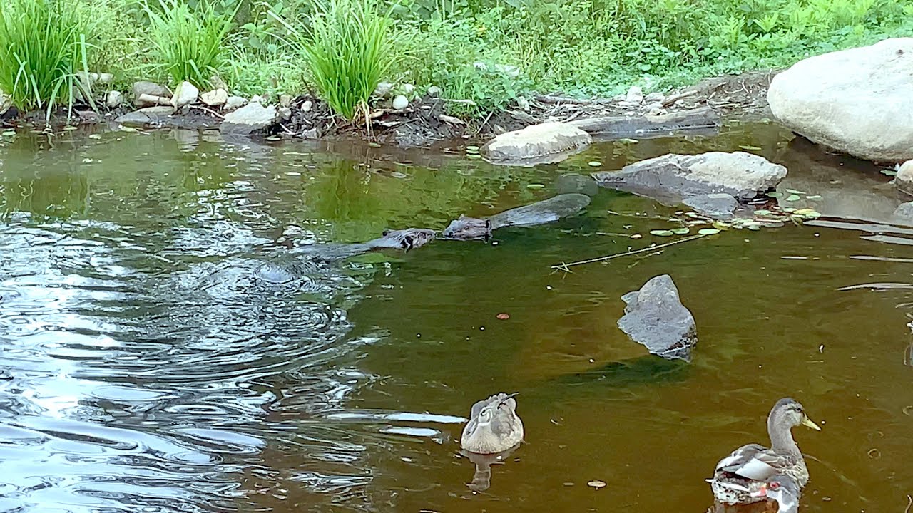 Surprise Beaver Cameo - YouTube